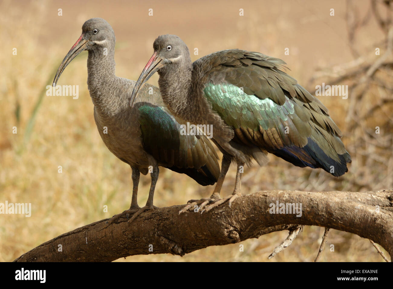 Afrique afrique aviaire oiseau oiseaux ibis kenya kenyan faune Banque ...