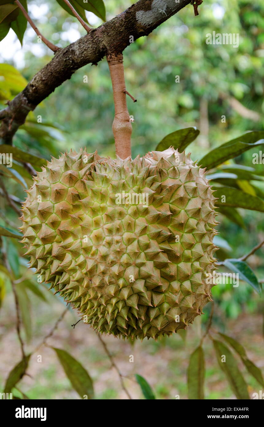 Arbre durian avec des fruits Banque de photographies et d’images à ...