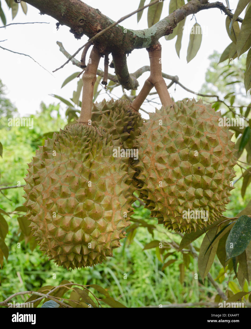 Roi des fruits, frais durian accroché sur arbre en Thaïlande Photo ...