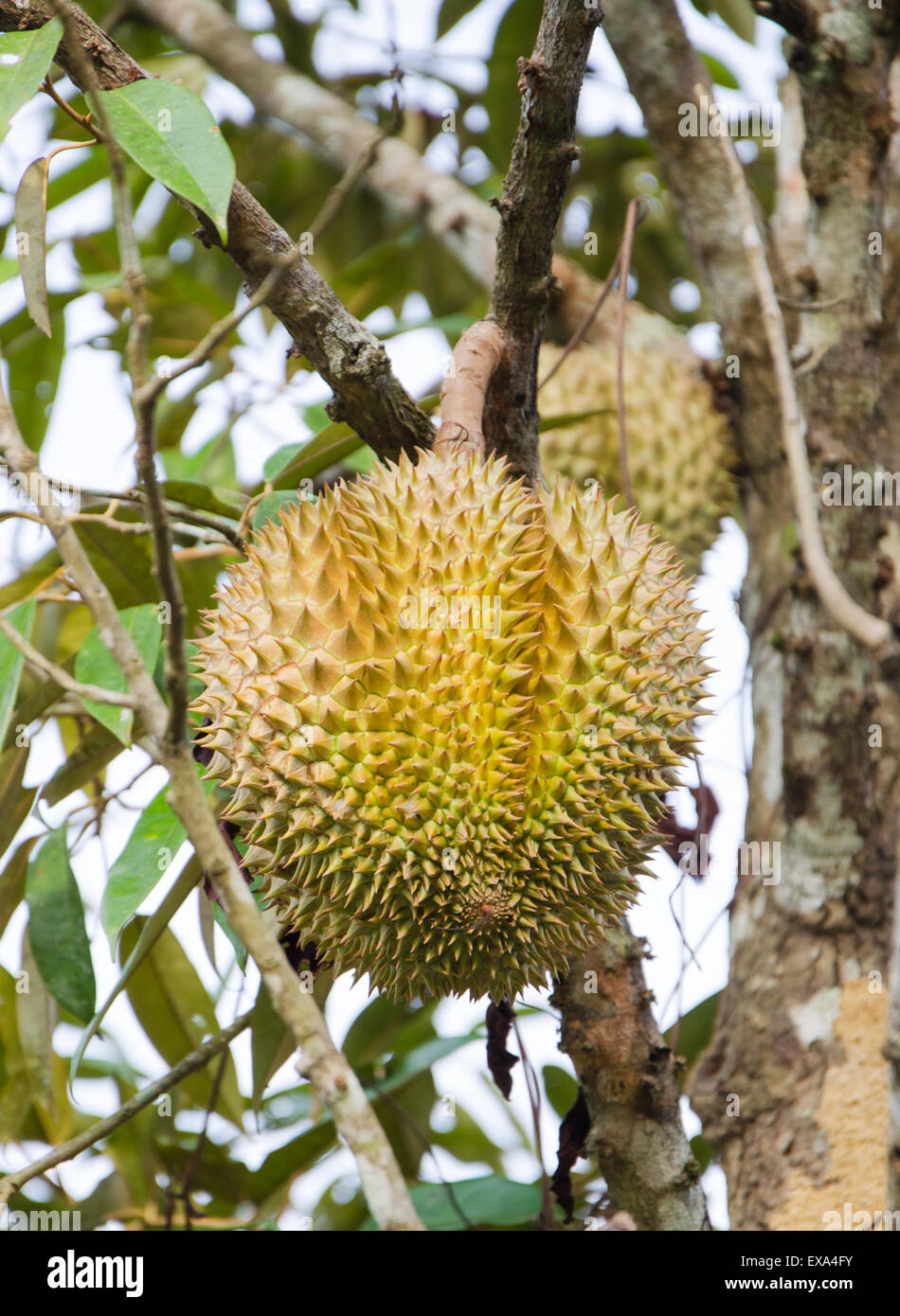 Roi des fruits, frais durian accroché sur arbre en Thaïlande Photo ...