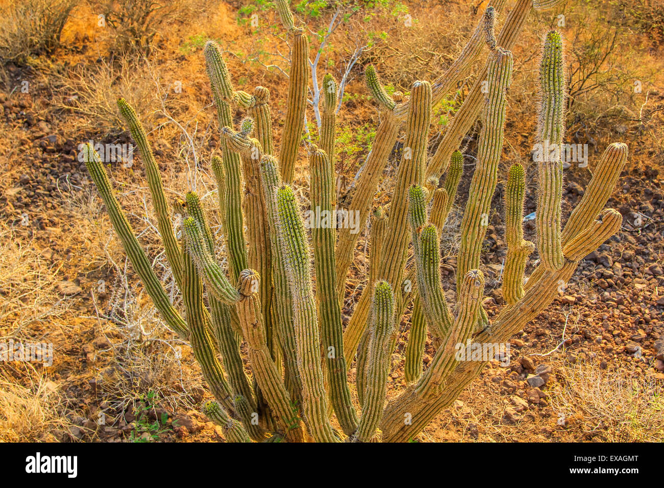 Mexican giant cardon cactus Banque de photographies et d’images à haute ...