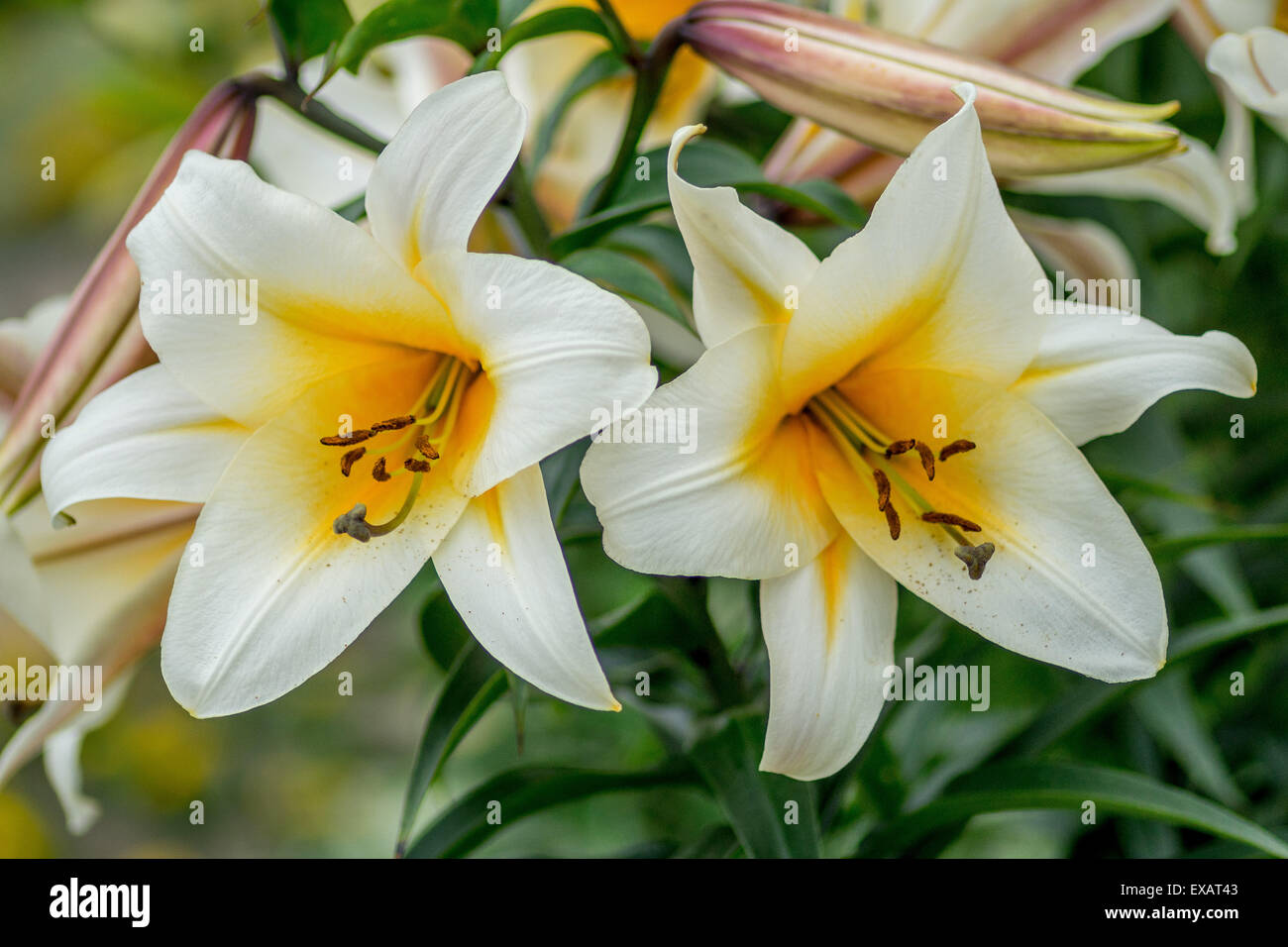 White lilies Banque de photographies et d’images à haute résolution - Alamy