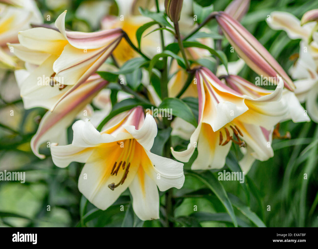 Centres blancs Banque de photographies et d’images à haute résolution - Alamy