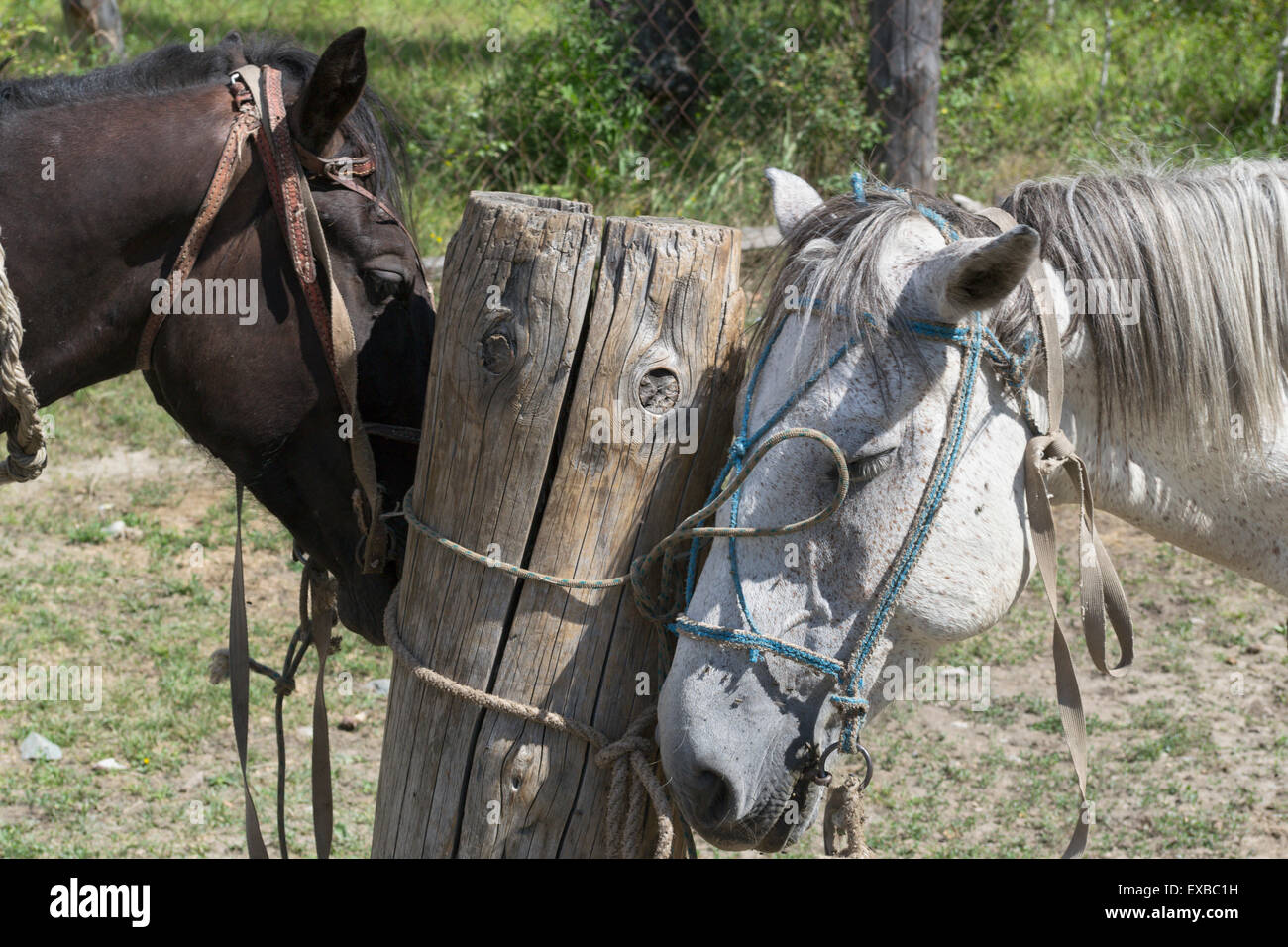 Oreille de cheval Banque de photographies et d’images à haute ...