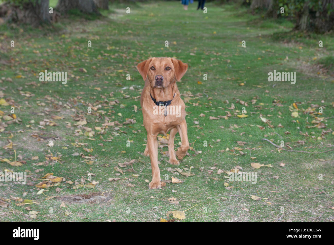 Renard roux labrador Banque de photographies et d’images à haute ...