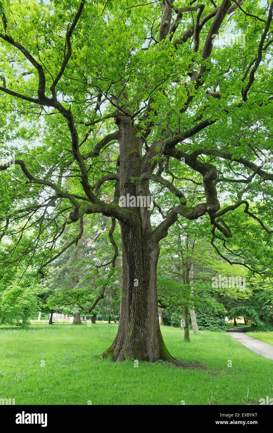 Gros arbre Banque de photographies et d’images à haute résolution - Alamy