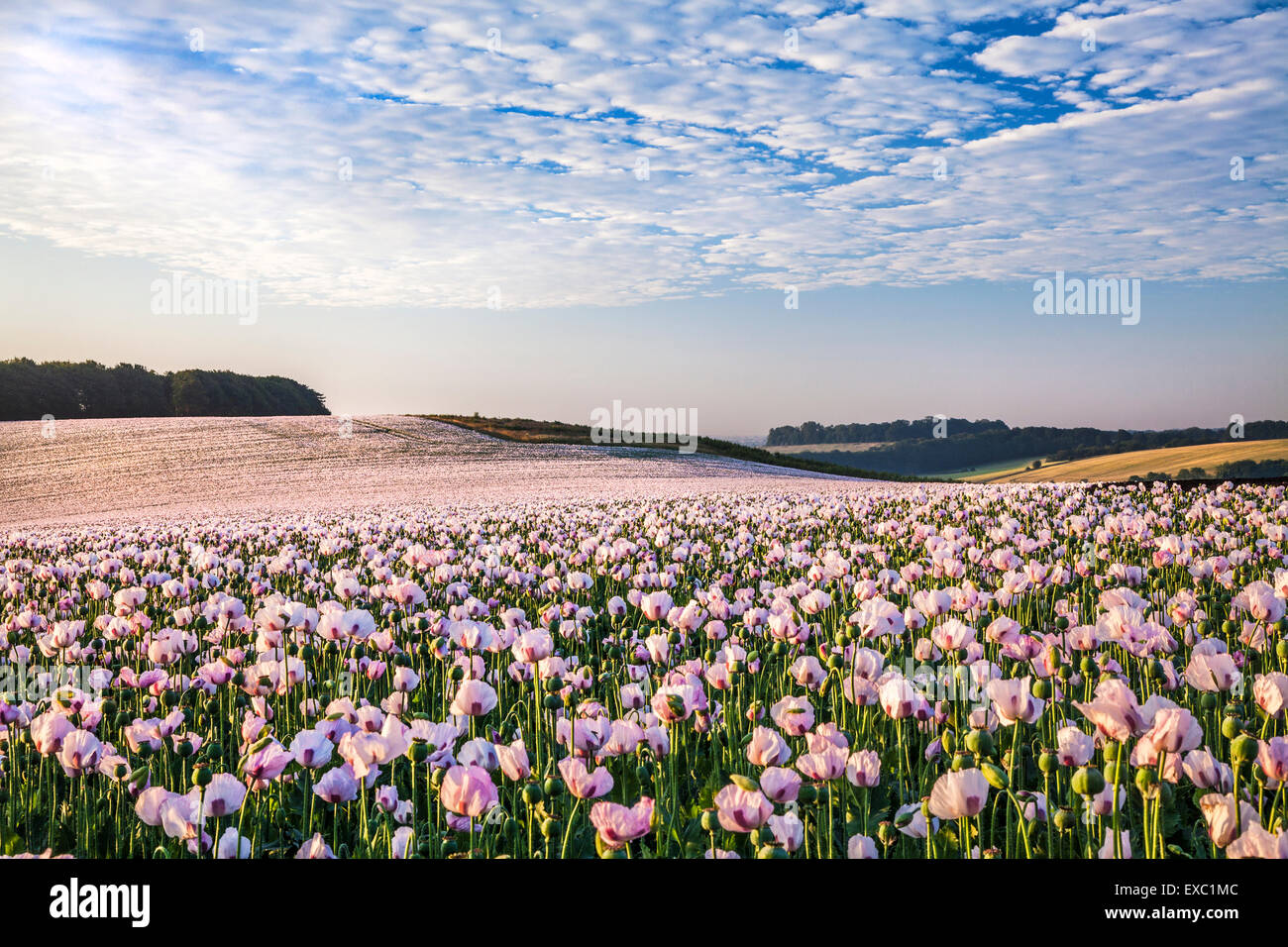 Coquelicots blancs Banque de photographies et d’images à haute ...