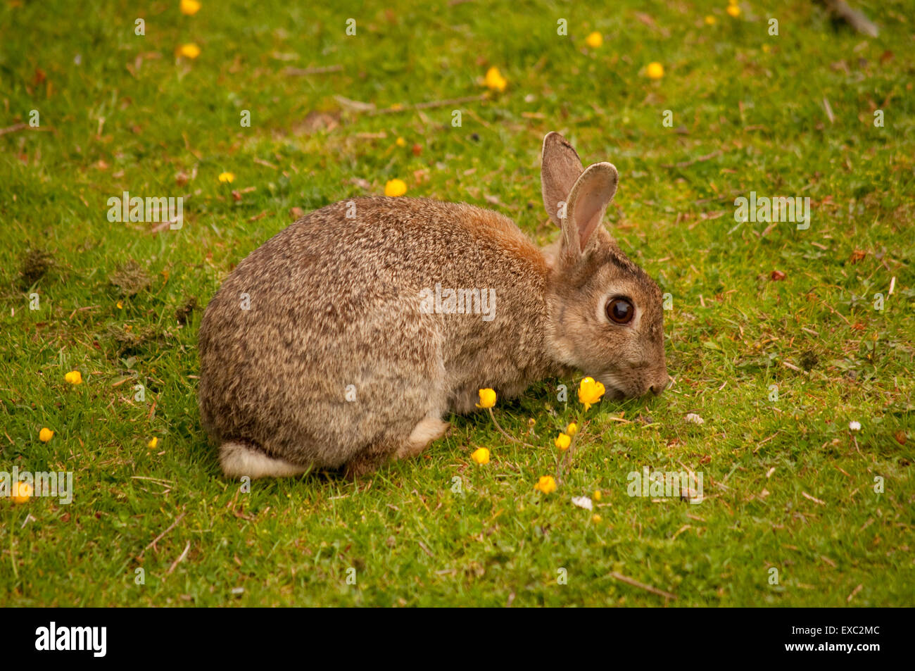 Lapin adulte Banque de photographies et d’images à haute résolution - Alamy