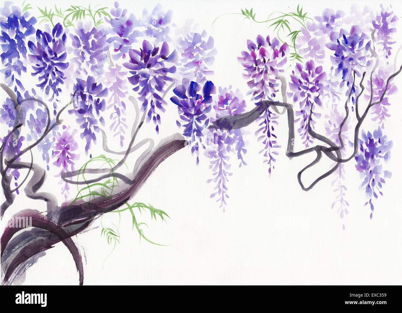 Aquarelle originale de belles branches de glycines en fleurs Photo ...