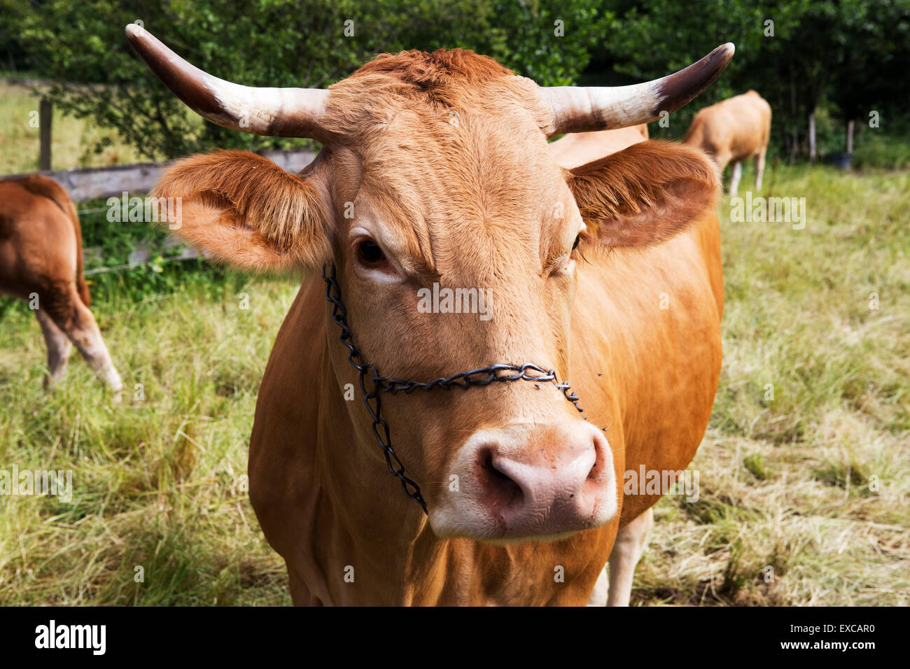 Vache à grosses cornes Banque de photographies et d’images à haute ...