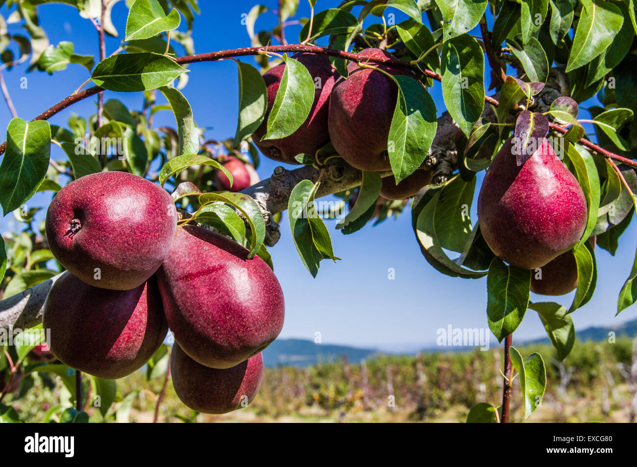 Verger de poiriers Banque de photographies et d’images à haute ...