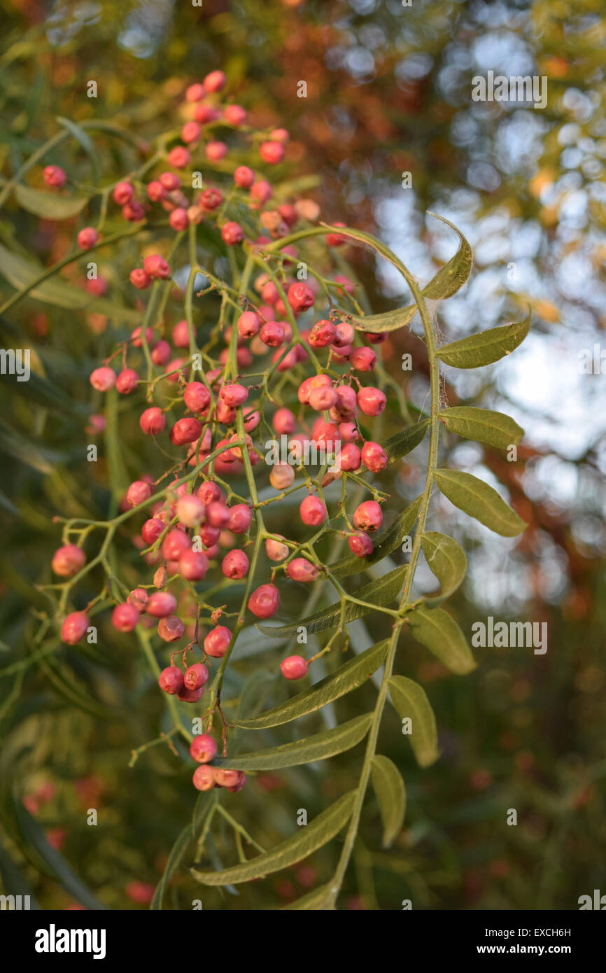 False pepper Banque de photographies et d’images à haute résolution - Alamy