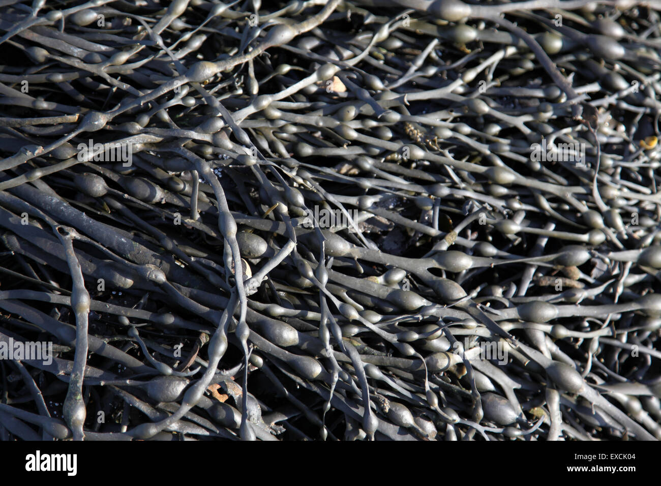 Algue Brune Banque d'image et photos - Alamy