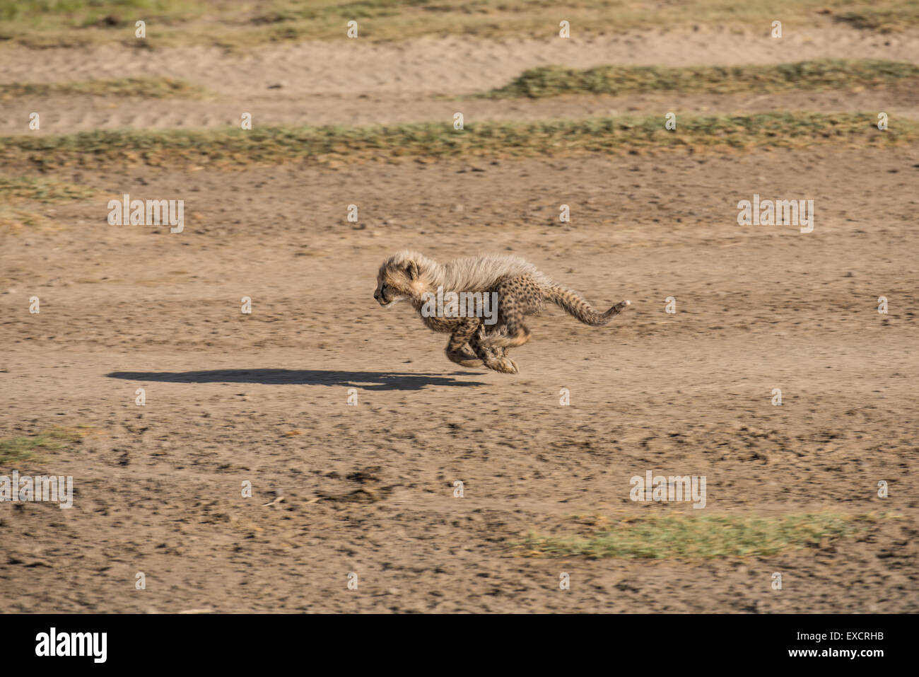 Baby Cheetah Banque d'image et photos - Alamy