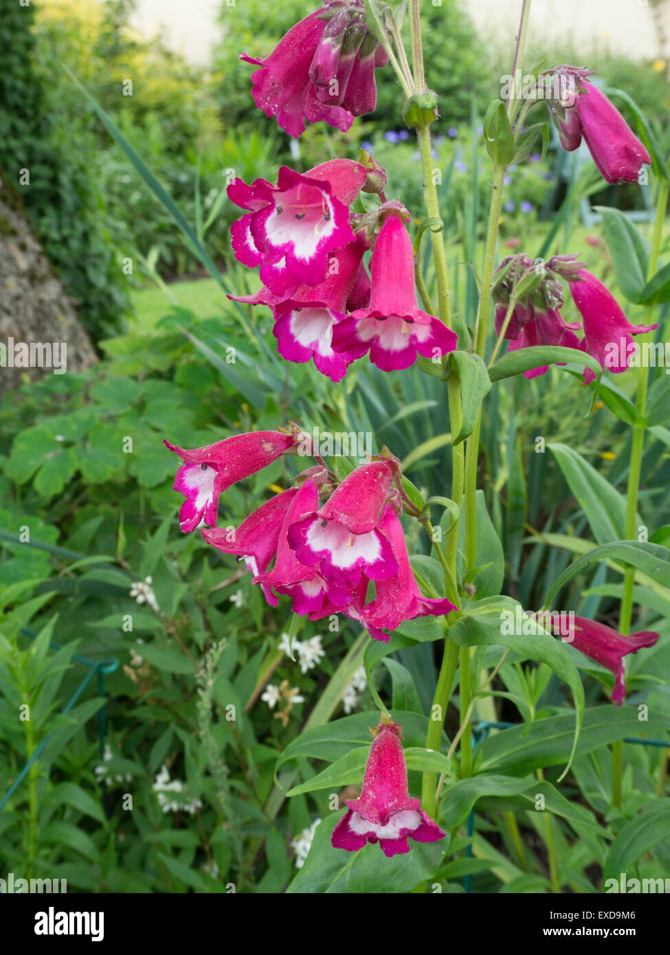 Amelia rose Banque de photographies et d’images à haute résolution - Alamy