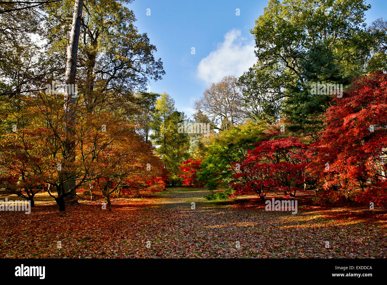 Westonbirt arboretum trees Banque de photographies et d’images à haute ...