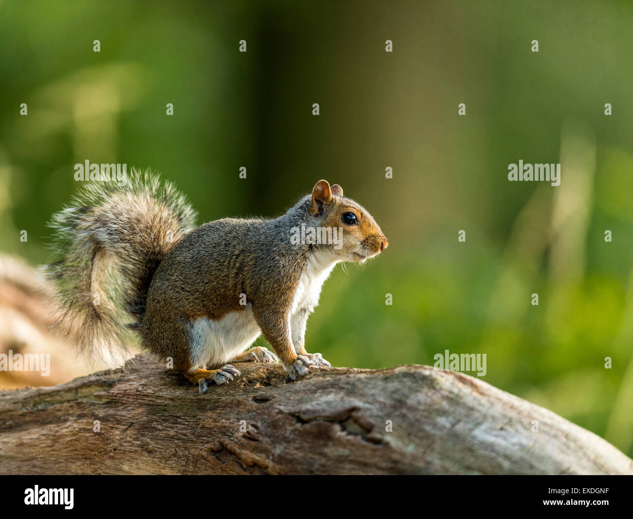 Seul l'Écureuil gris (Sciurus carolinensis) en quête de bois naturel à ...
