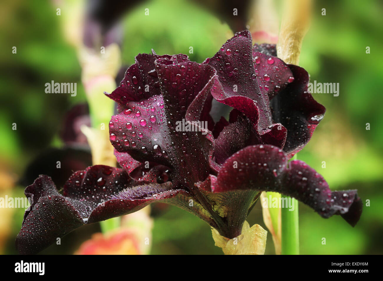 Iris de florence Banque de photographies et d’images à haute résolution ...