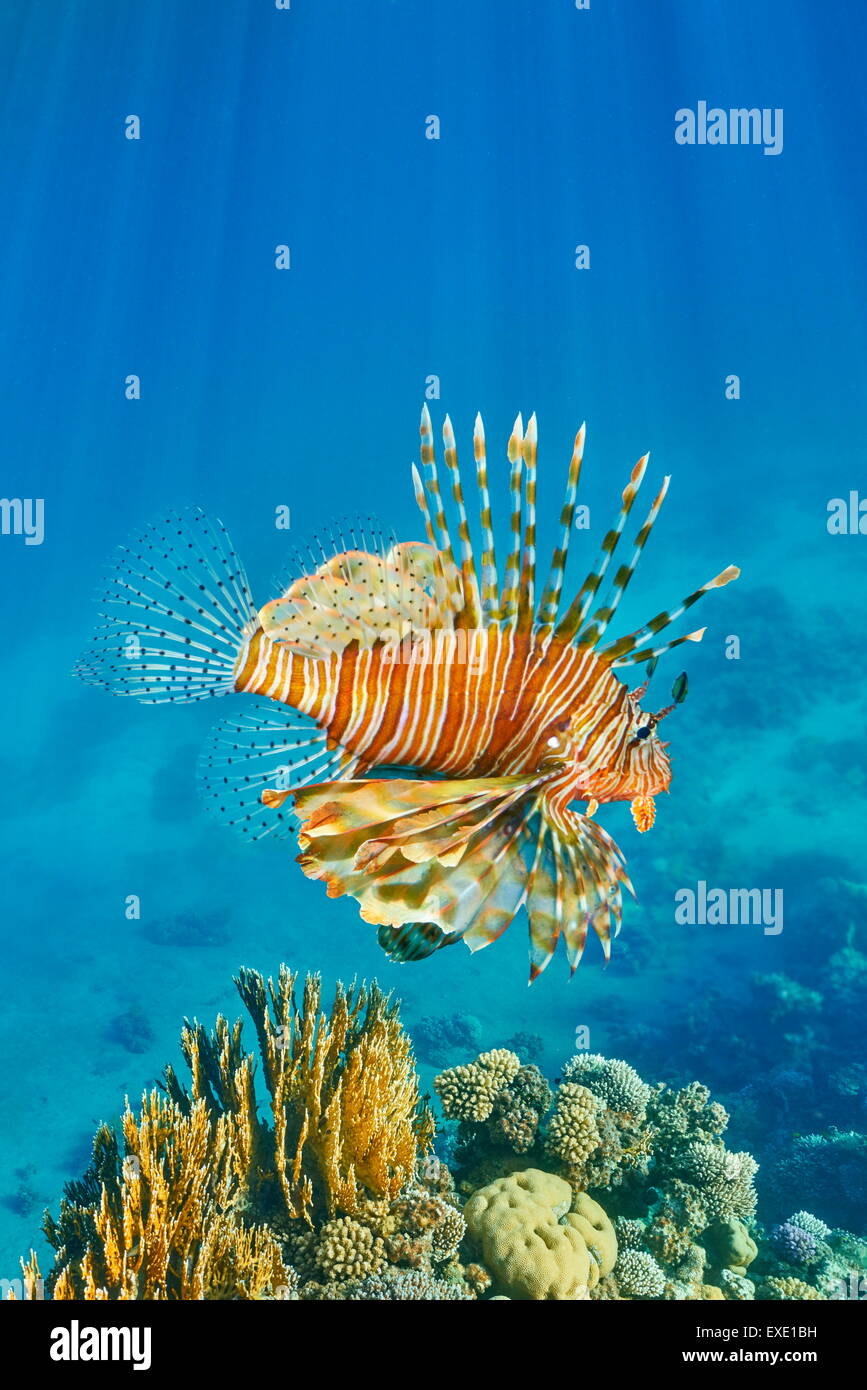 Poisson lion Banque de photographies et d’images à haute résolution - Alamy
