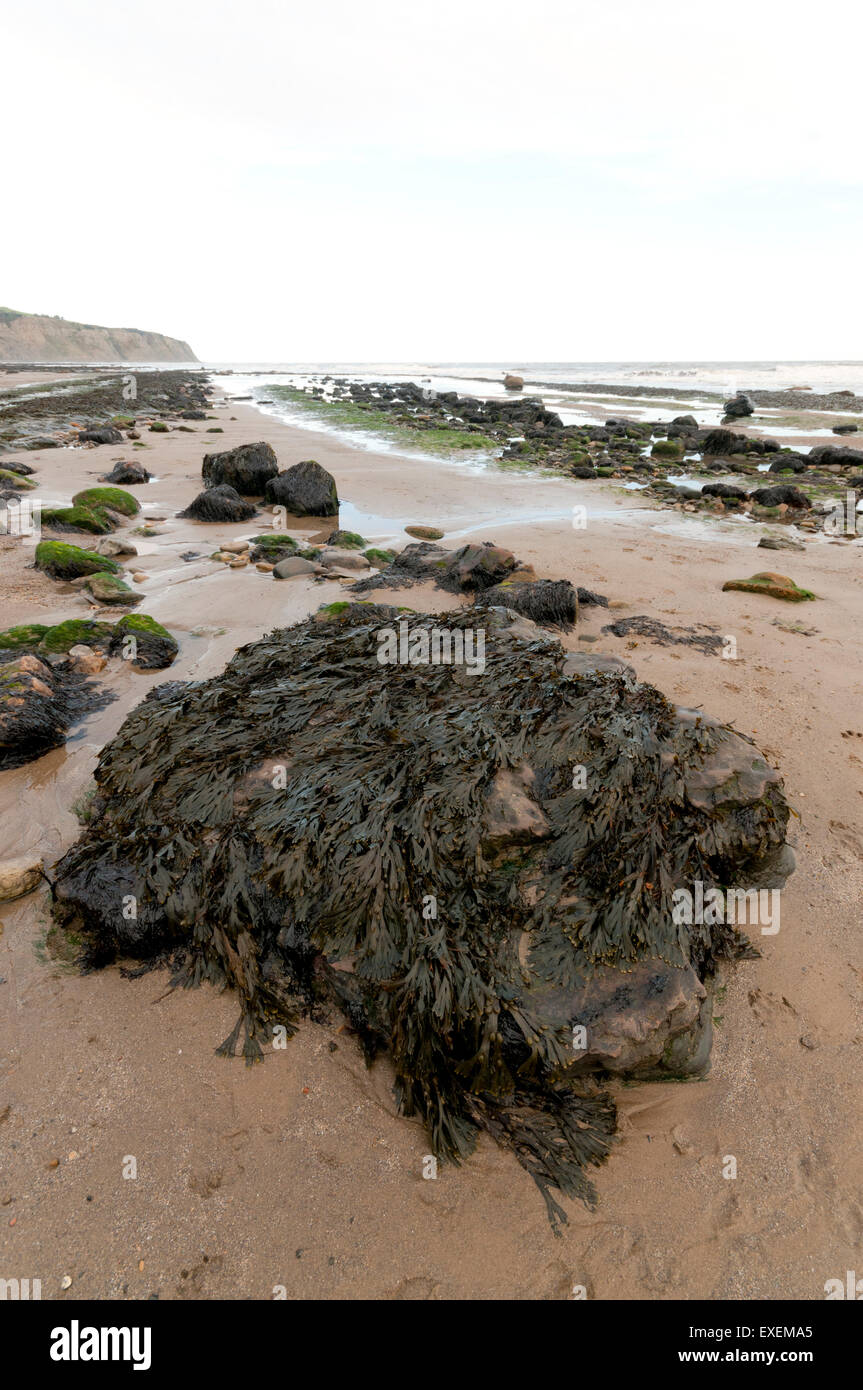 Bladder fucus Banque de photographies et d’images à haute résolution ...
