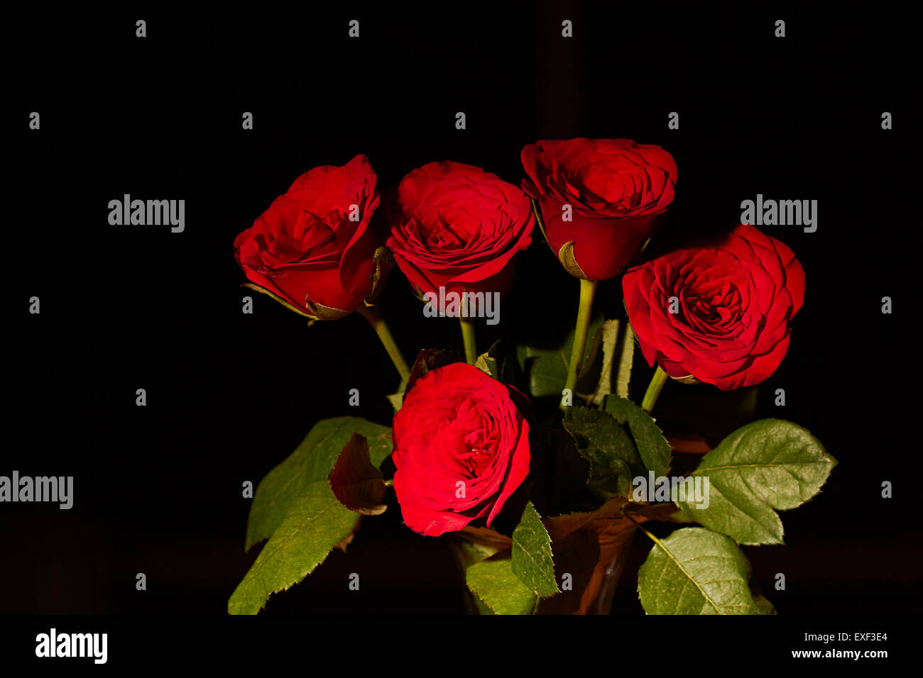 Flower fragrance black roses Banque de photographies et d’images à ...