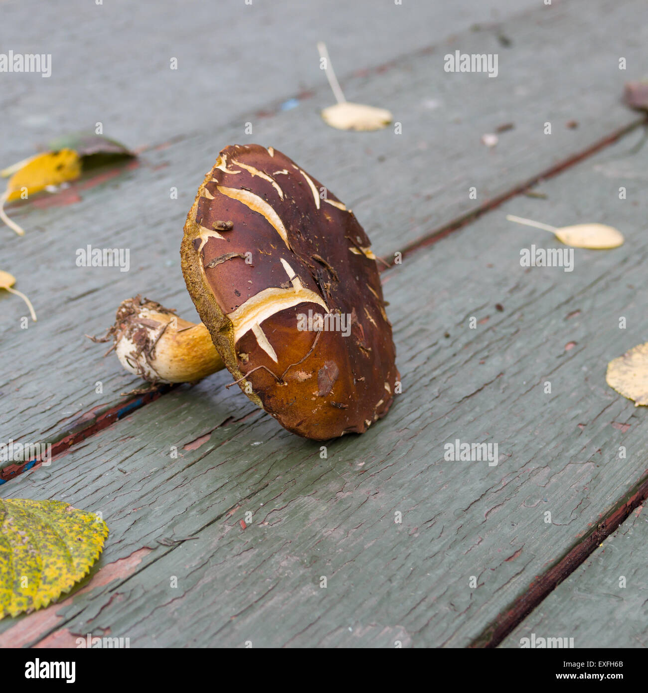 Bolet bai comestible Banque de photographies et d’images à haute ...