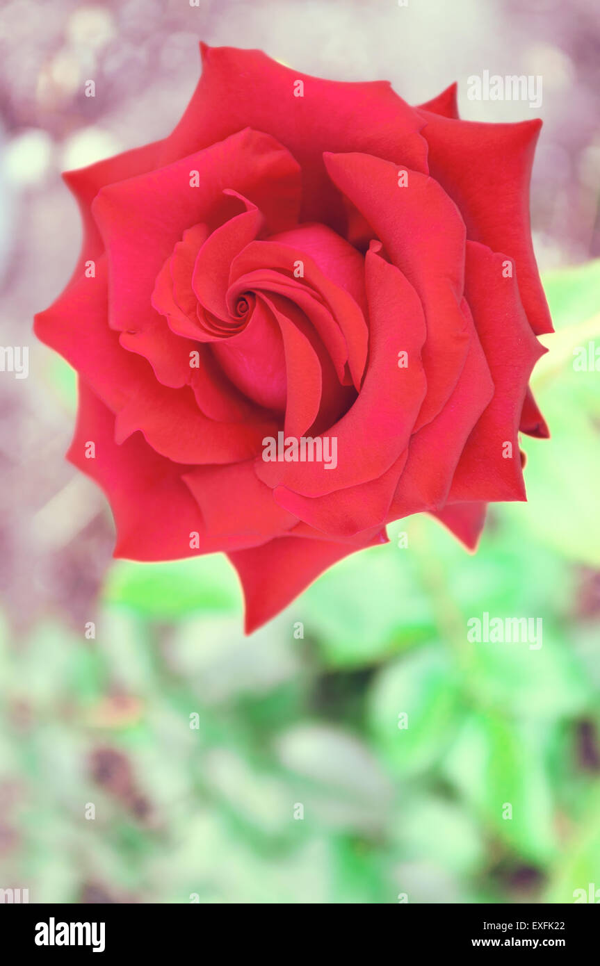 Belles images de roses d'amour Banque de photographies et d’images à ...