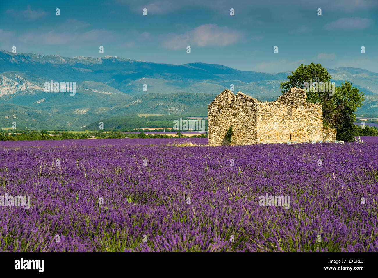France provence paysage Banque de photographies et d’images à haute ...