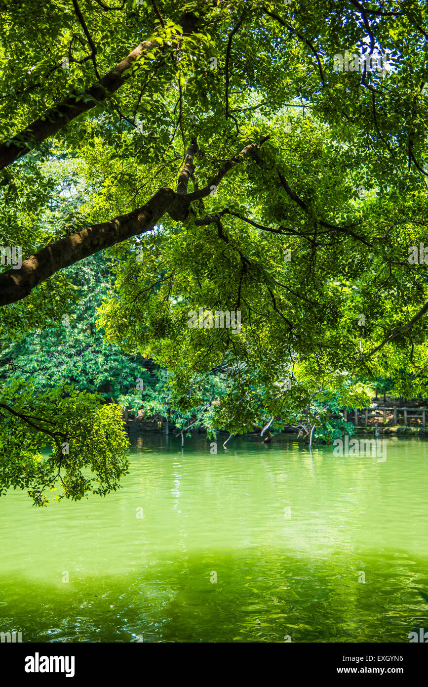 Inokashira koen Banque de photographies et d’images à haute résolution ...