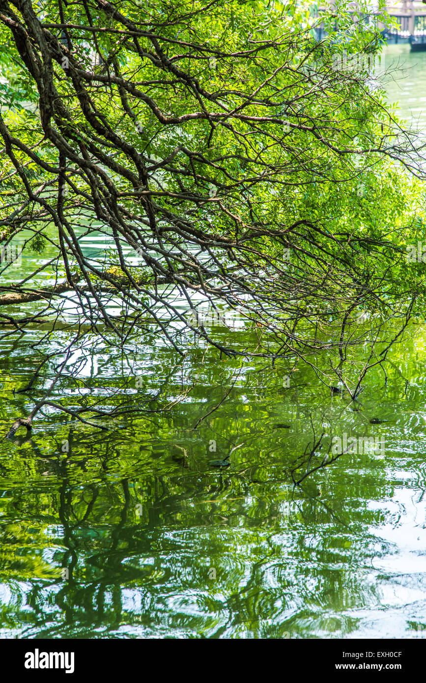 Inokashira koen Banque de photographies et d’images à haute résolution ...