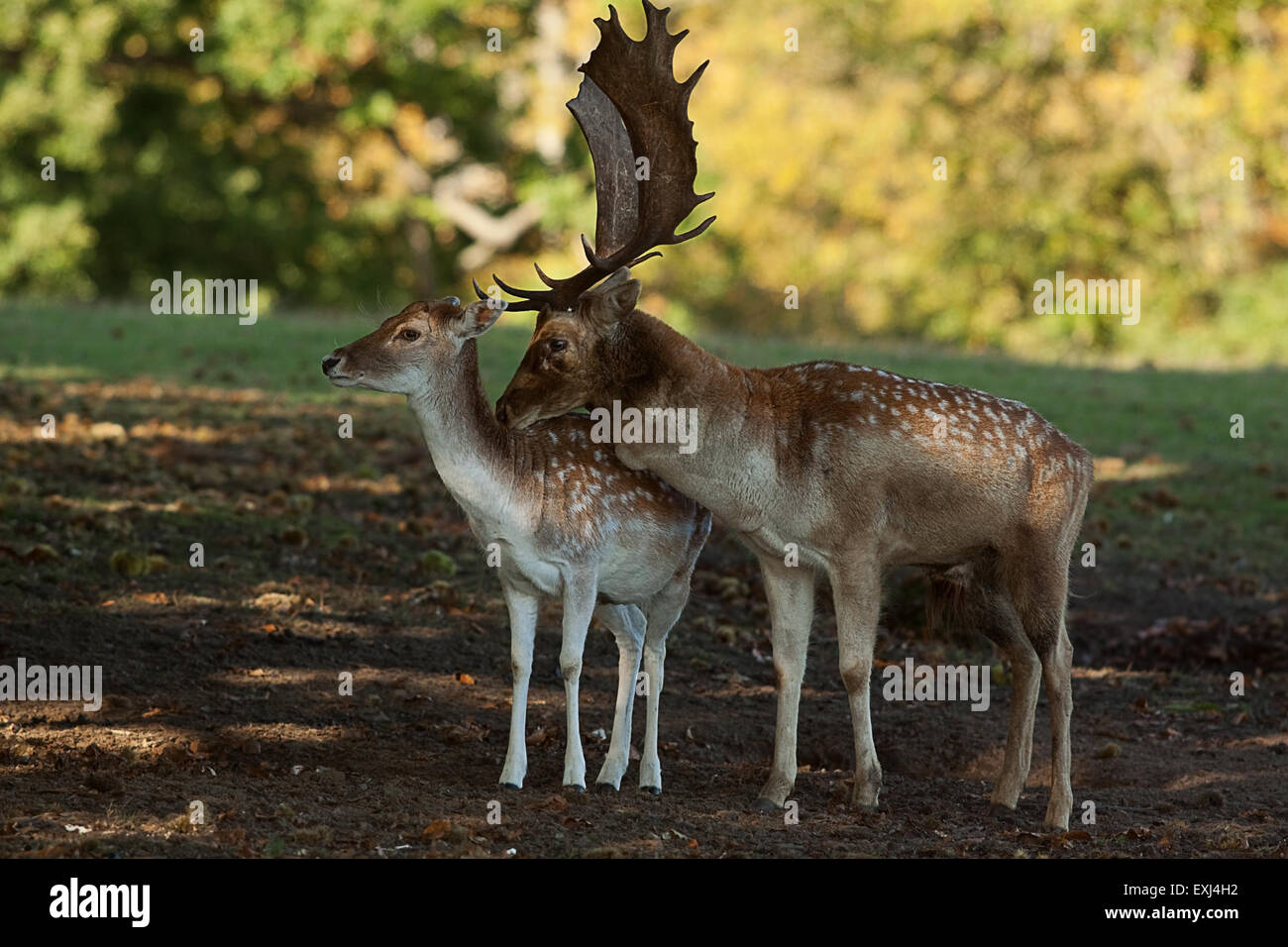 Photo d'un daim mâle et femelle Photo Stock - Alamy