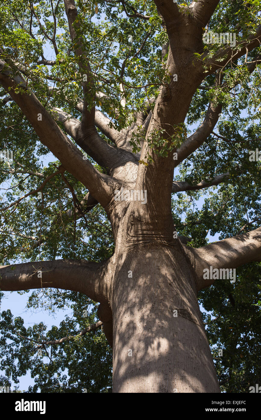 Sacred tree Banque de photographies et d’images à haute résolution - Alamy