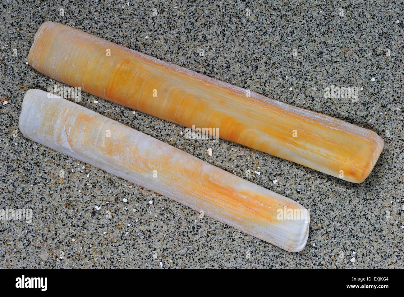 Le couteau de l'Européenne / rasoir rainuré shell (Solen marginatus) on ...