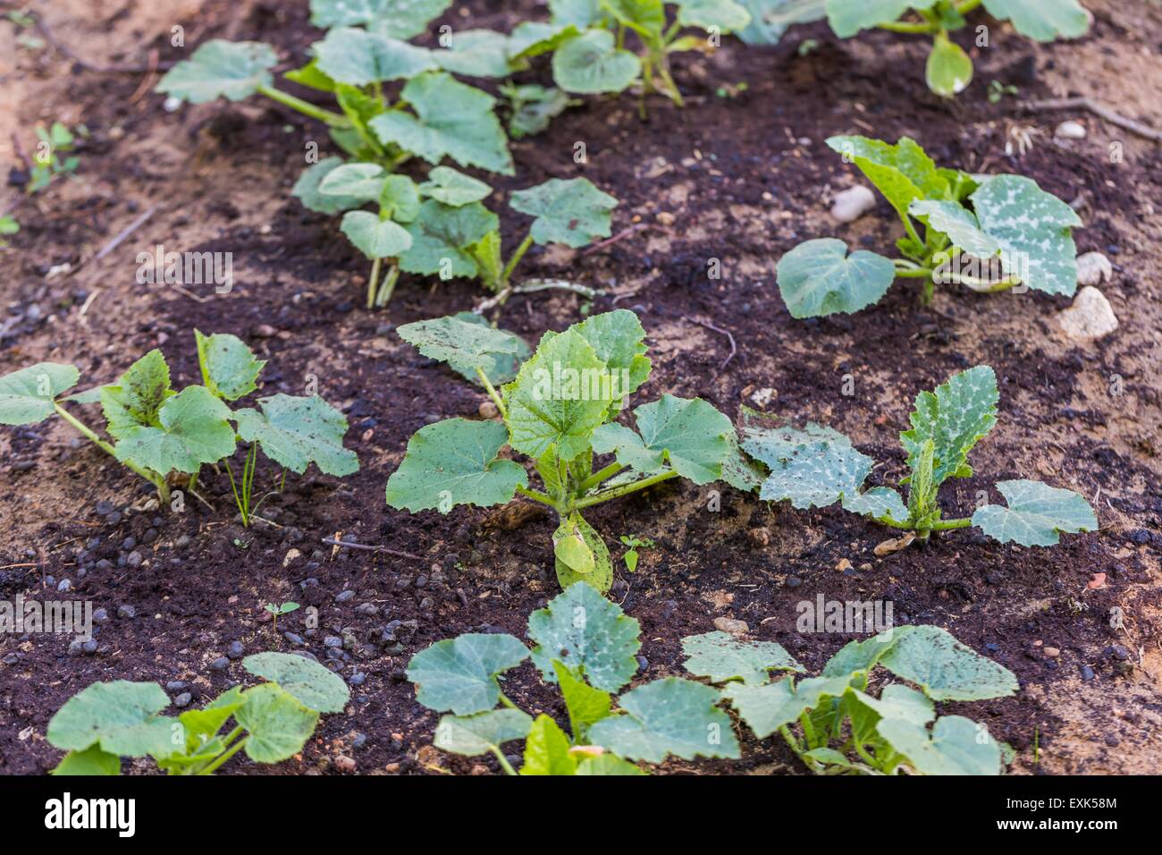 Les jeunes pousses de concombre poussant dans le jardin écologique ...