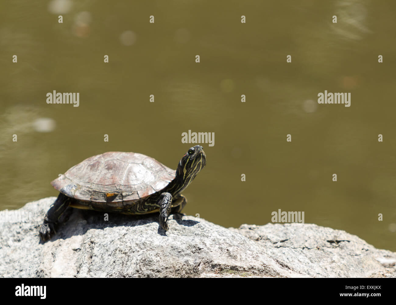 Tortue oreille rouge Banque de photographies et d’images à haute ...