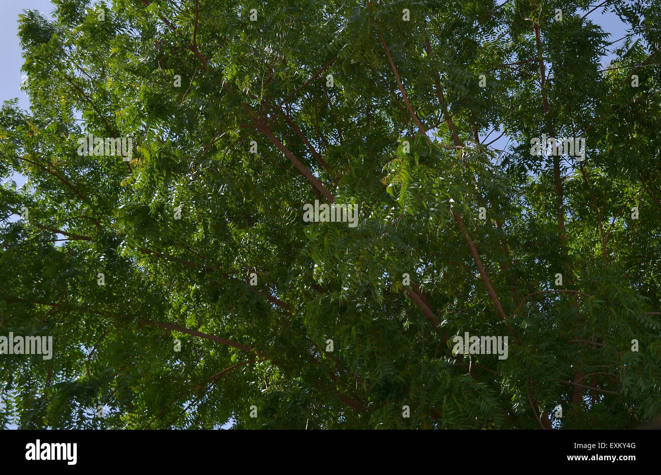 Neem tree Banque de photographies et d’images à haute résolution - Alamy