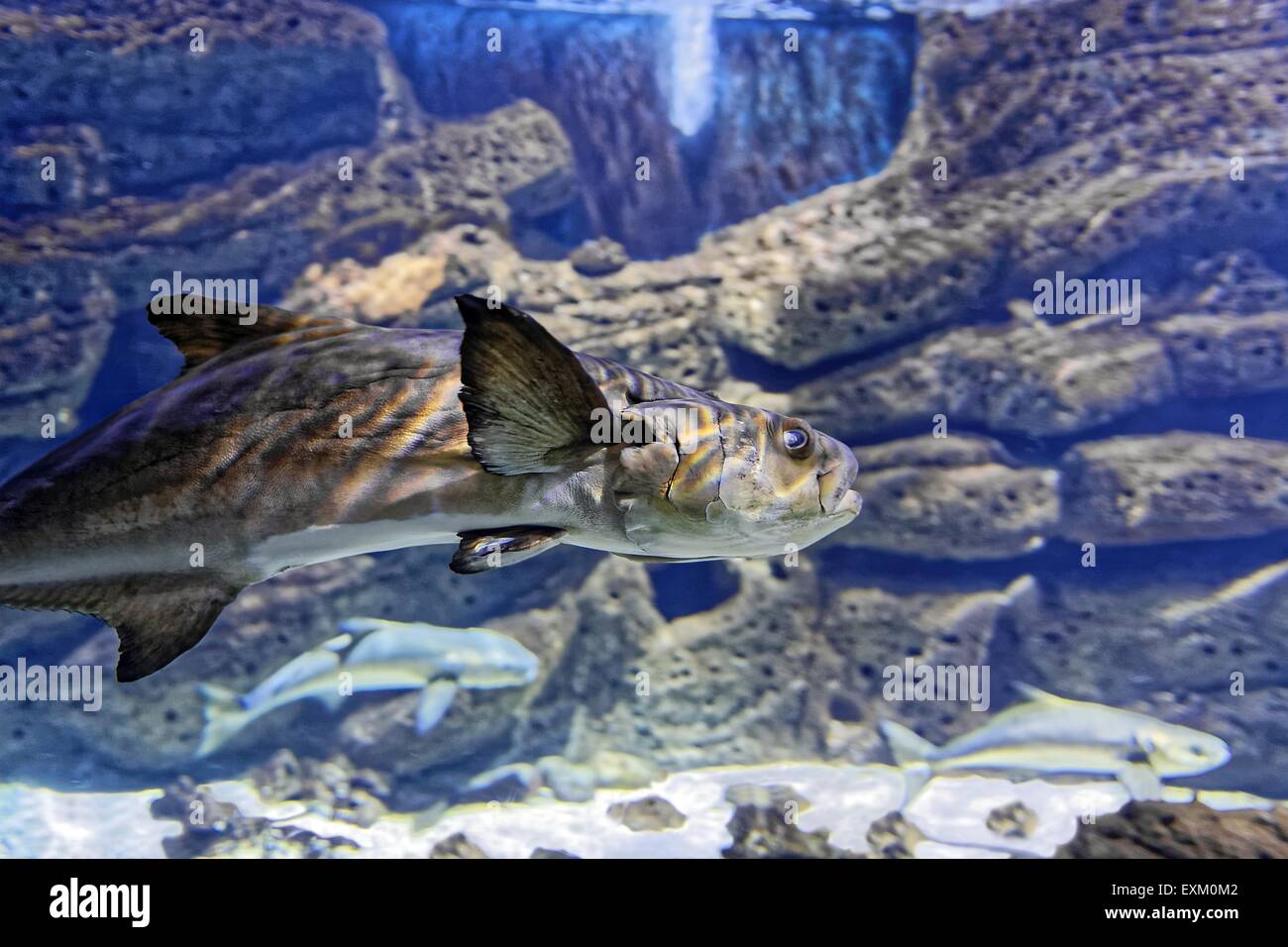 Poisson chabot Banque de photographies et d’images à haute résolution ...