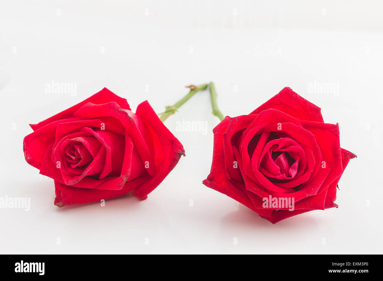 Rose rouge sur fond blanc Banque de photographies et d’images à haute ...