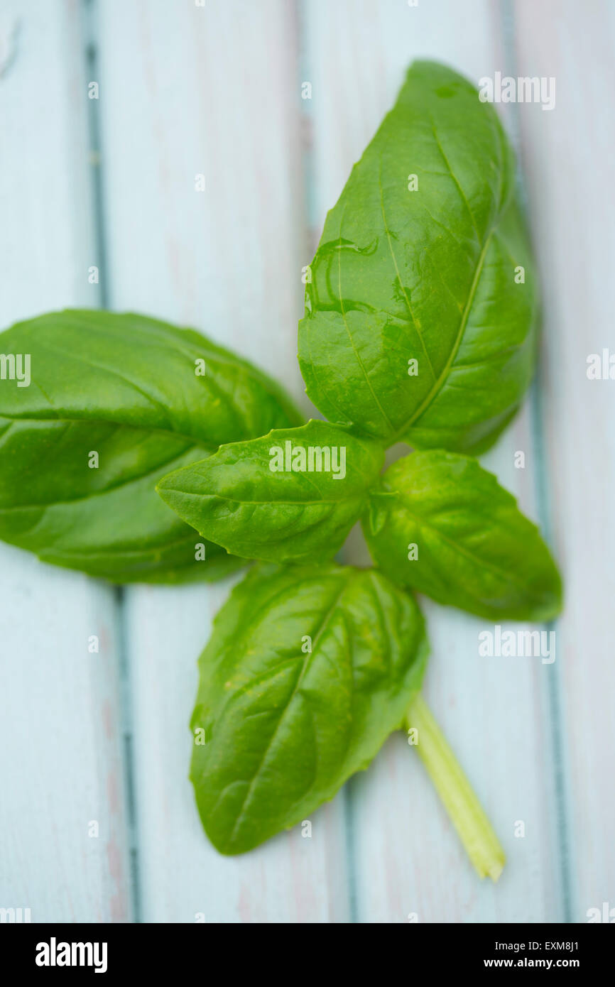 Feuilles de basilic frais Banque de photographies et d’images à haute ...