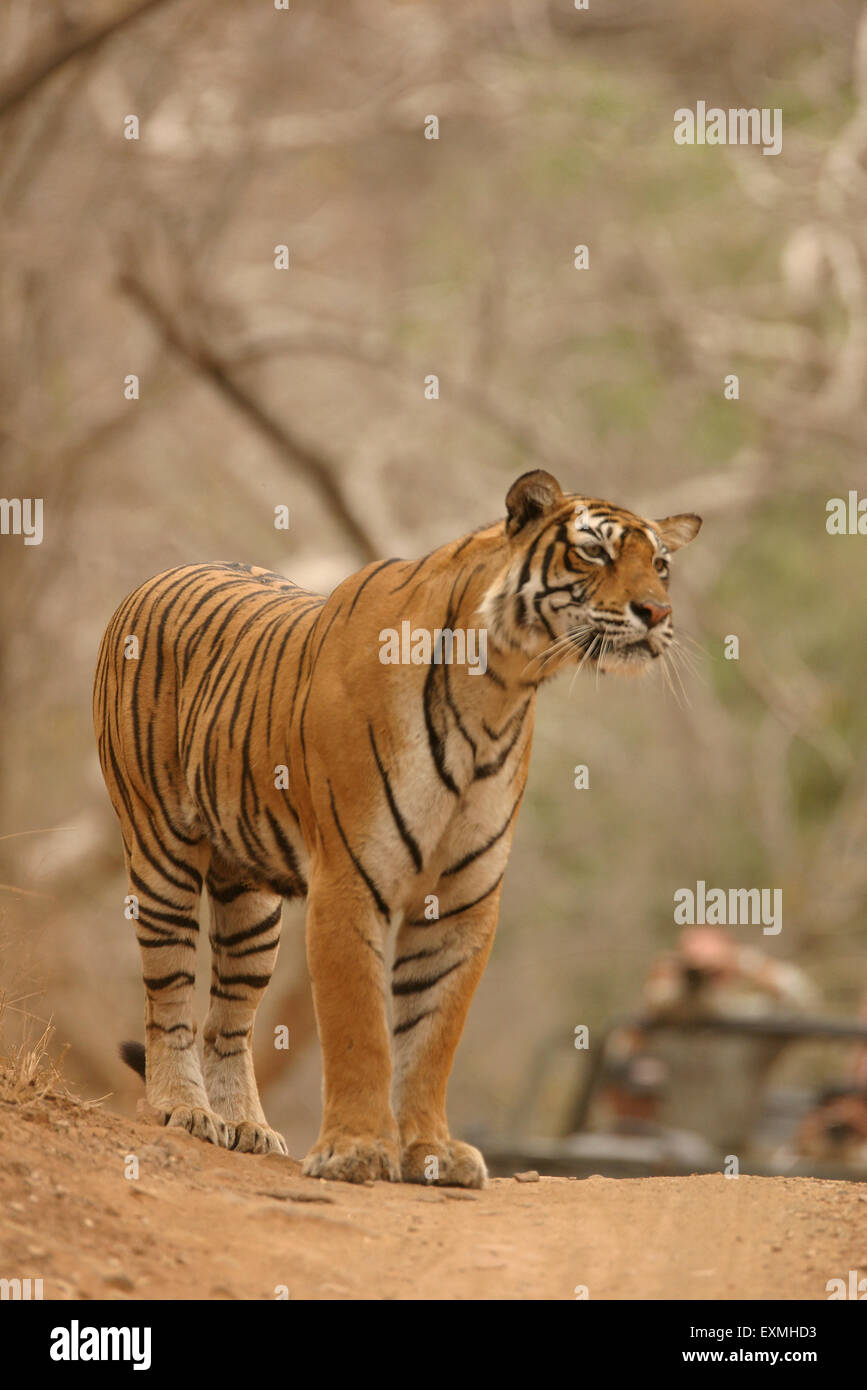 Tigre de machali Banque de photographies et d’images à haute résolution ...