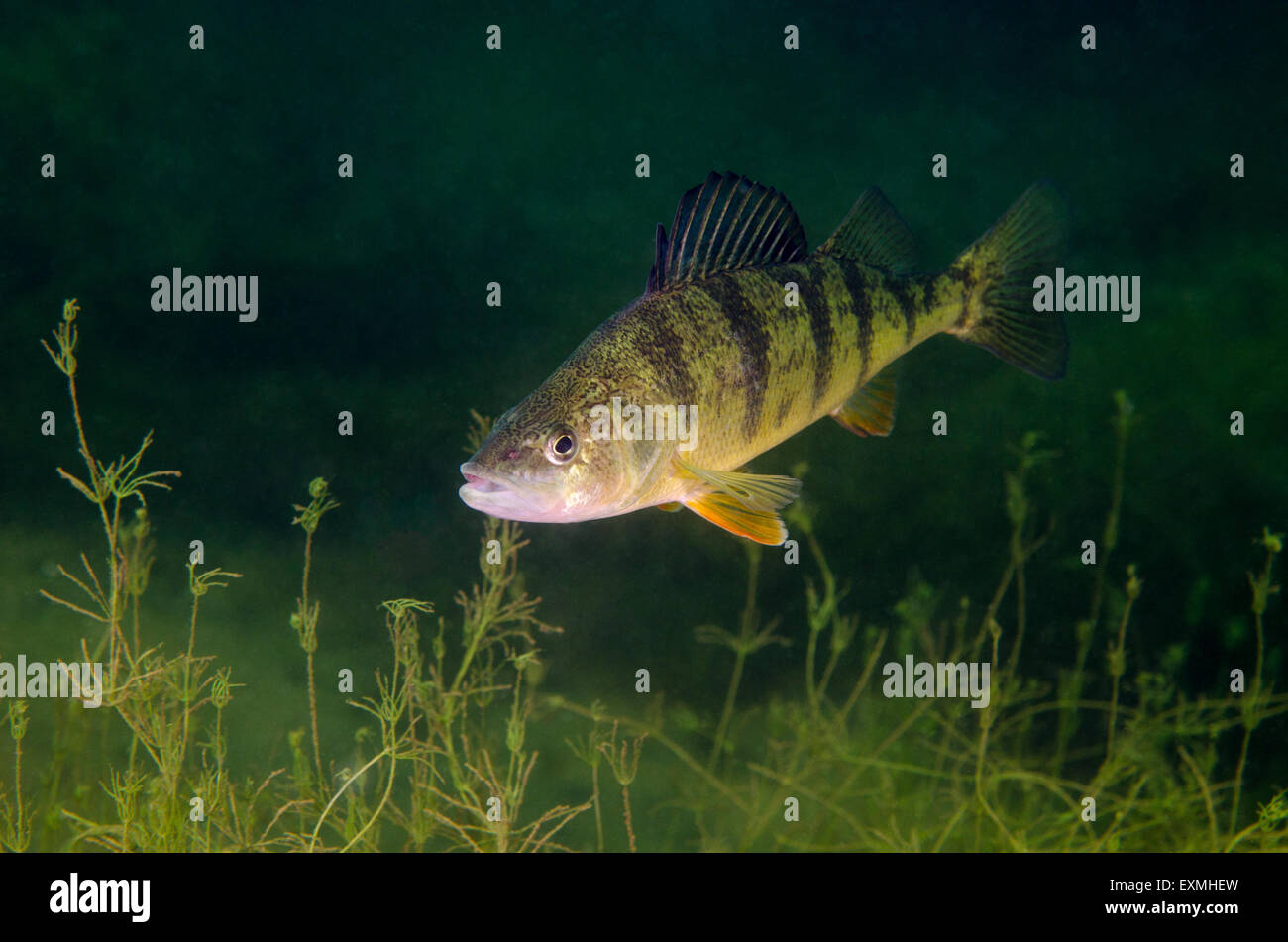 Poisson perche Banque de photographies et d’images à haute résolution ...