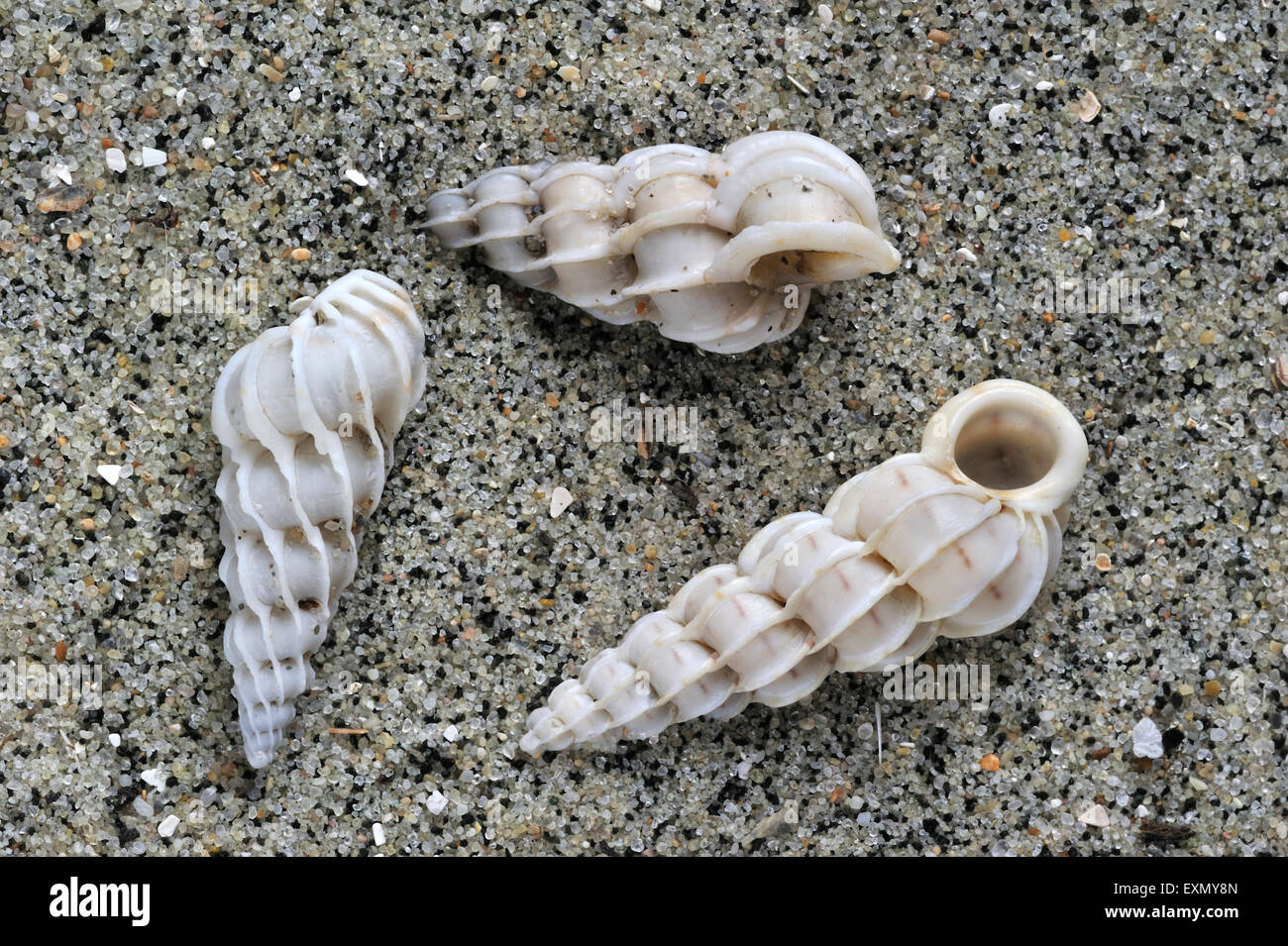 Wentletrap Epitonium commune (clathrus) shells on beach Photo Stock - Alamy
