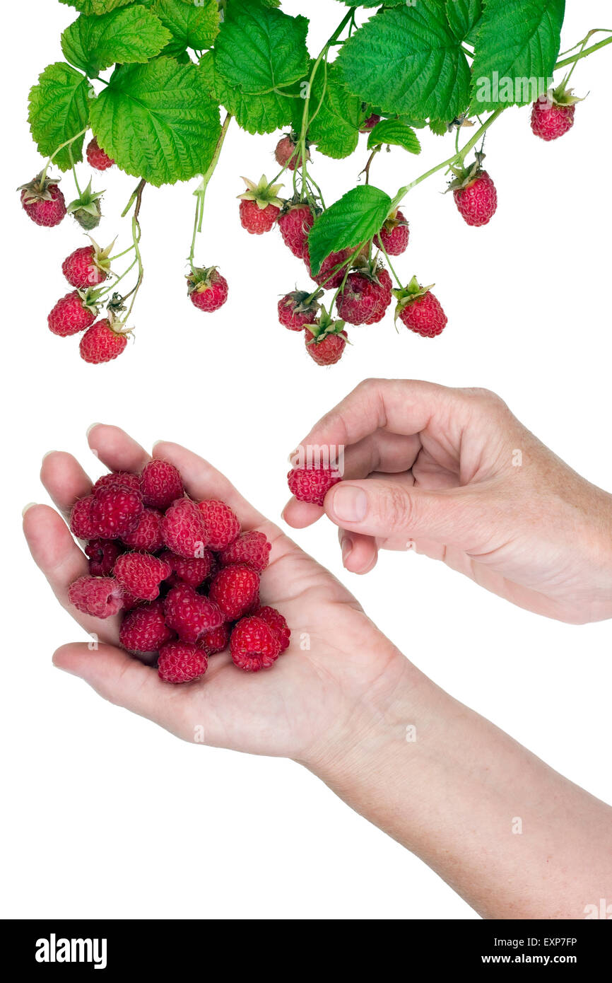 Le travailleur rural tire une récolte de fruits rouges framboise sucré ...