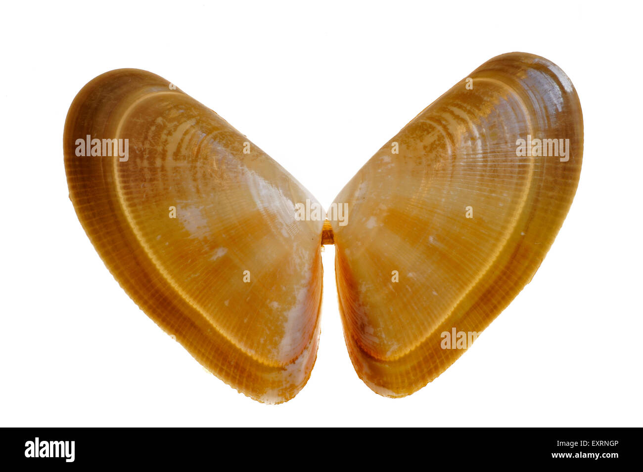 Wedge shell donax vittatus Banque de photographies et d’images à haute ...