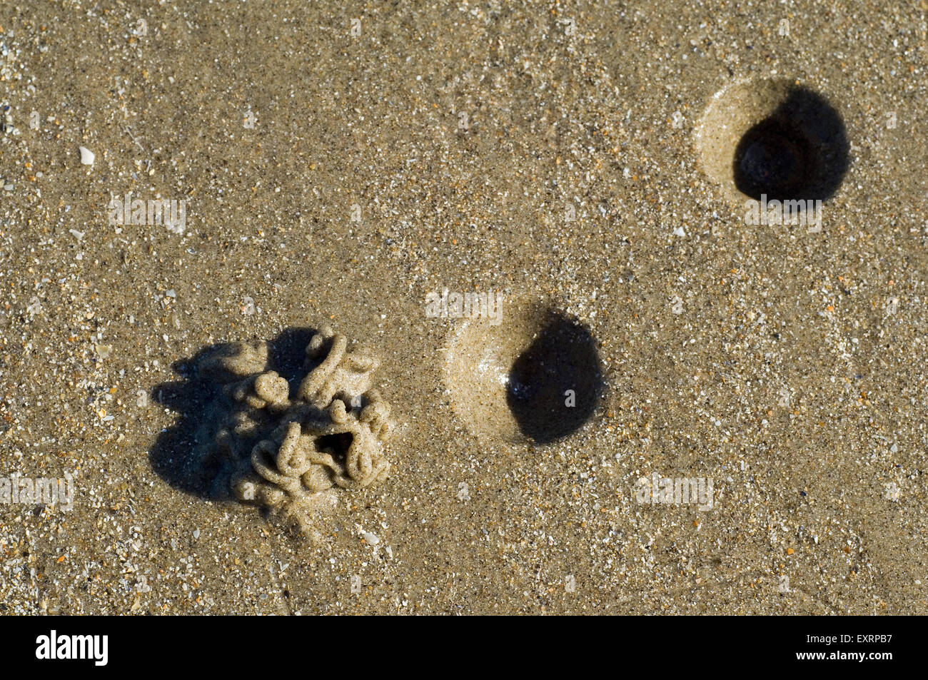 Arenicola marine Banque de photographies et d’images à haute résolution ...