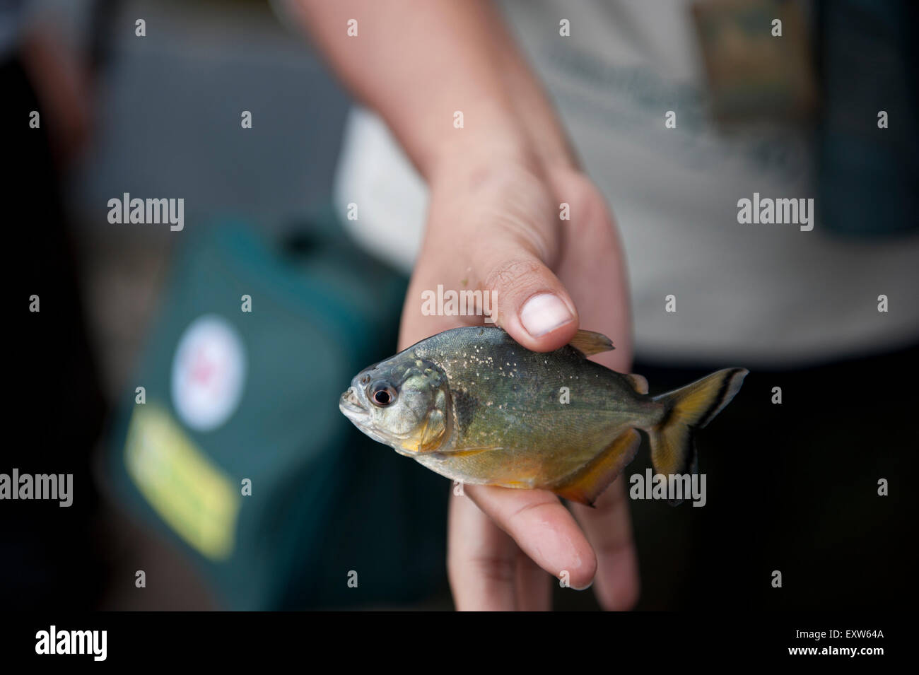 Piranha pirana Banque de photographies et d’images à haute résolution ...