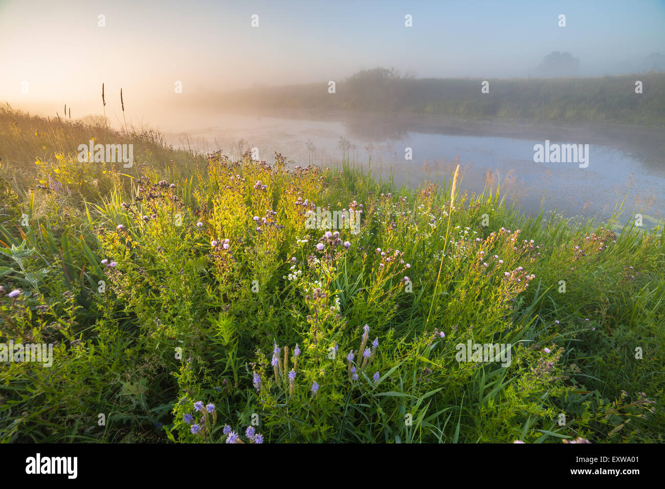 Rivière de brume fantastique avec de l'herbe verte sous le soleil de ...