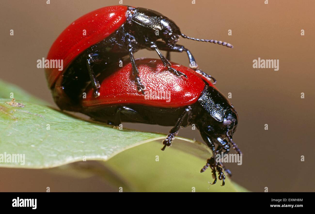 Accouplement en plein air Banque de photographies et d’images à haute ...