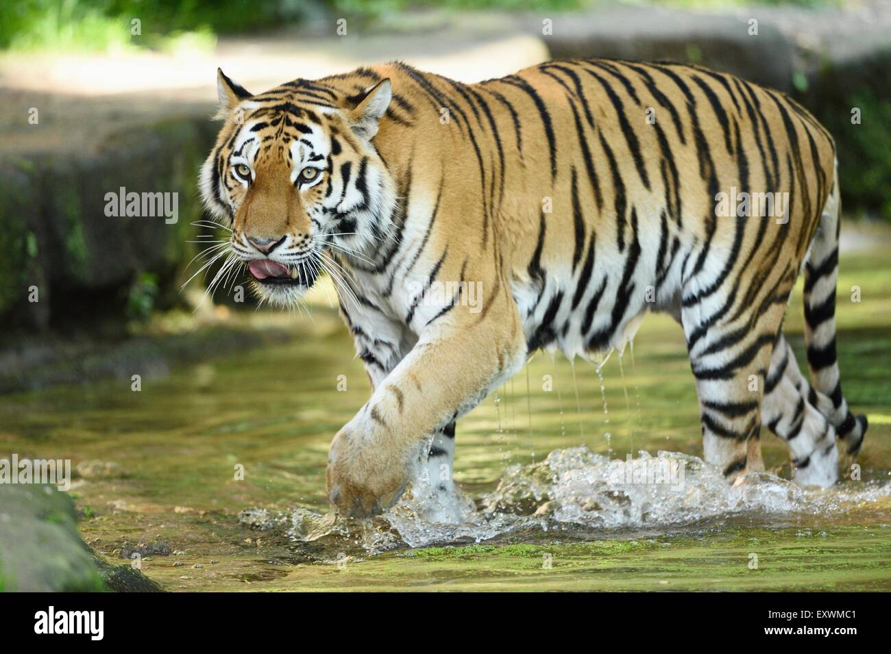 Tigre complet du corps Banque de photographies et d’images à haute ...