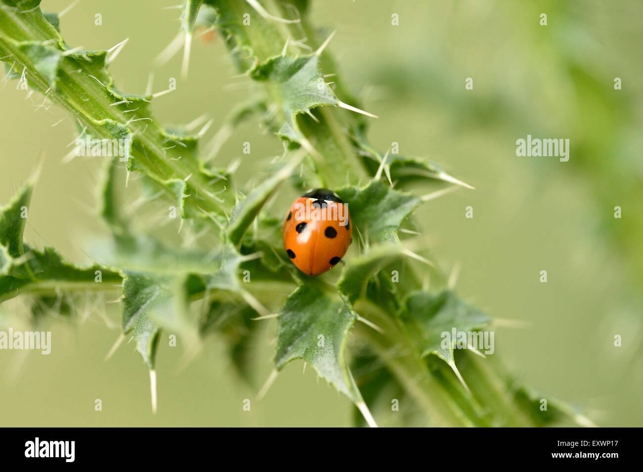 Insecte sur le chardon Banque de photographies et d’images à haute ...